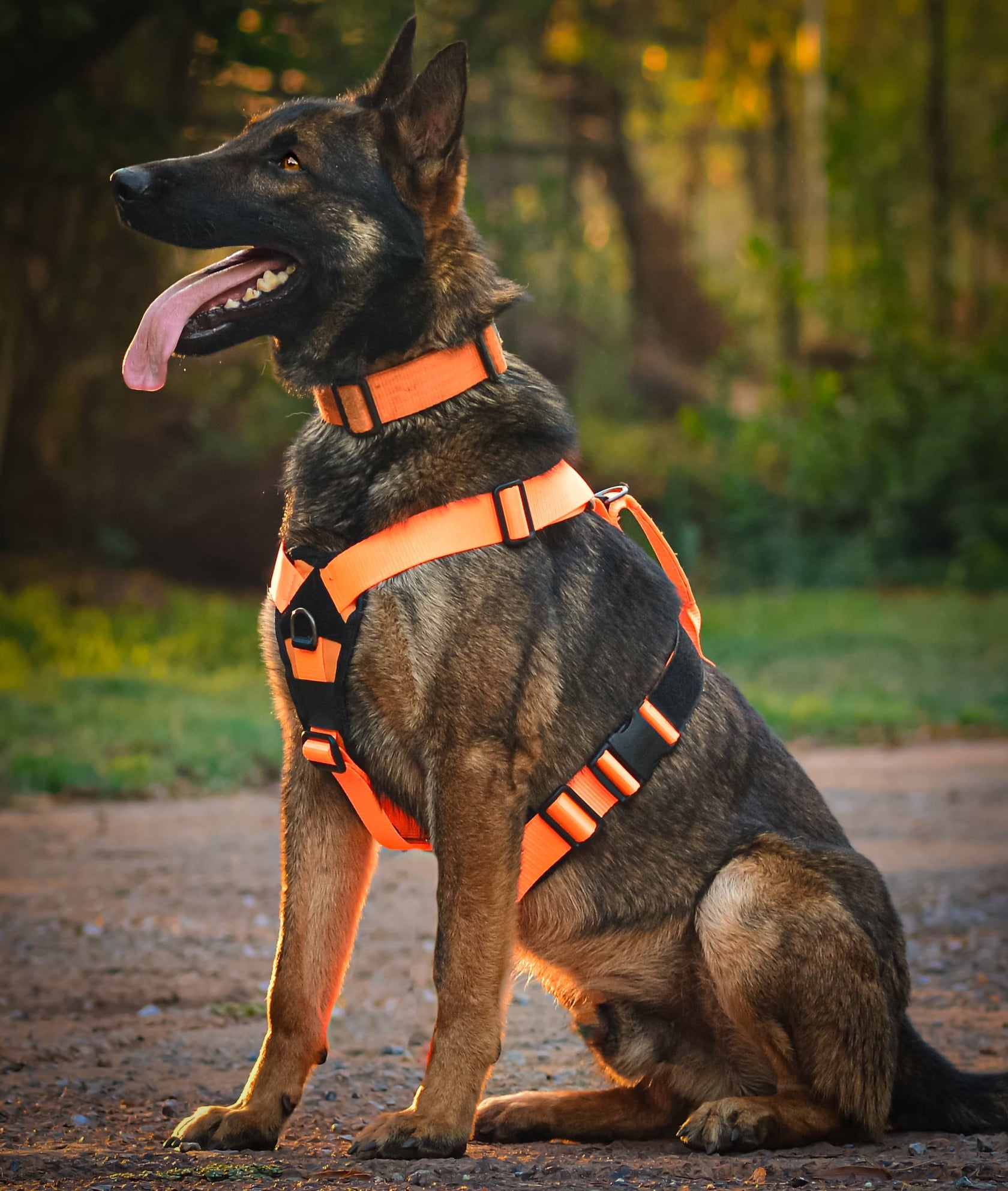 War Dog Seeker Harness – Pet Bound Co.