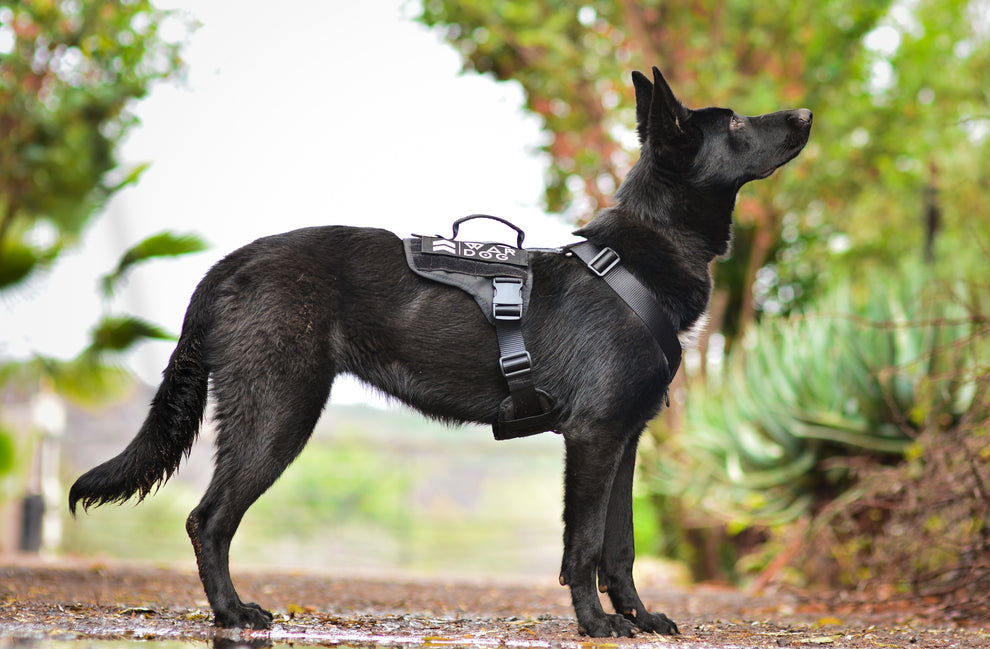War Dog Arrow Harness – Pet Bound Co.