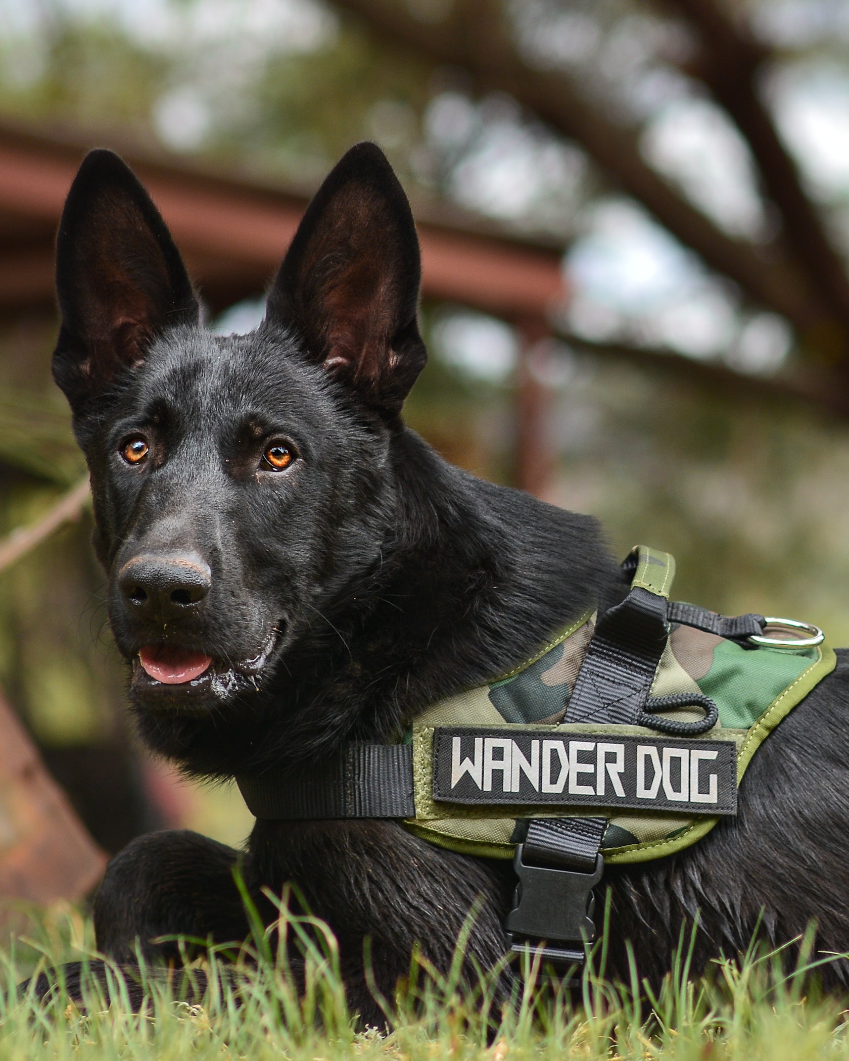 Wander Dog Easy Fit Harness – Pet Bound Co.