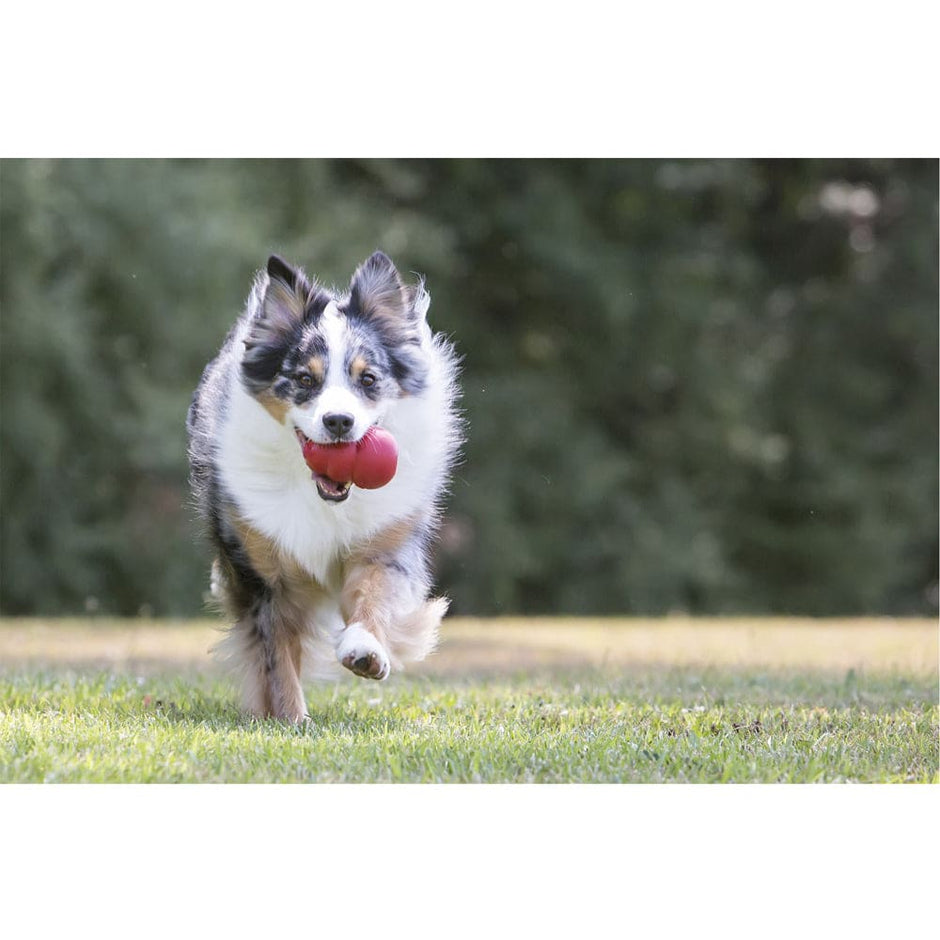 Dog Harness and accessories | Pet Bound Co.